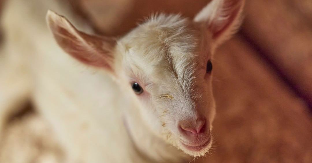 Beekman 1802’s Baby Goat Cam Is the Best Thing to Watch