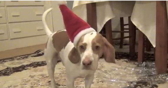 Chronically Ill-Behaved Dog Maymo Gets the Perfect Christmas Gift