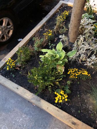 New York City’s Tree Pit Gardens