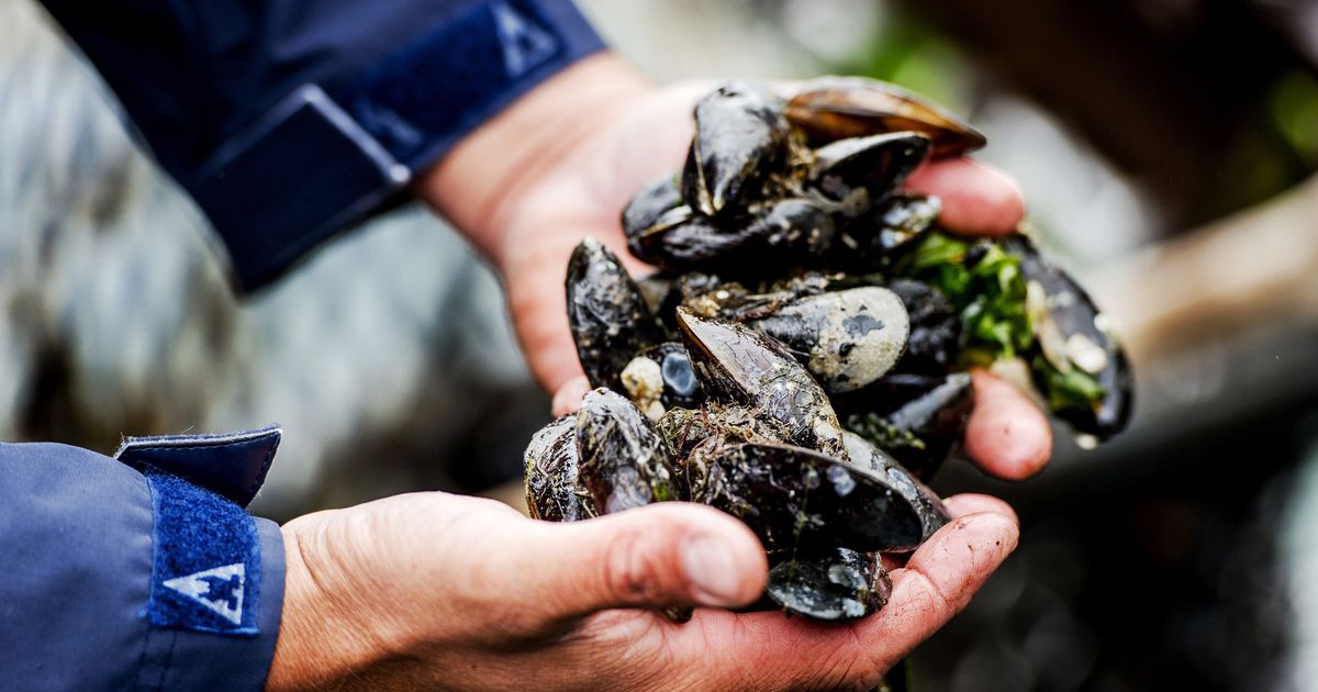 Why There Might Be Plastic in Your Mussels