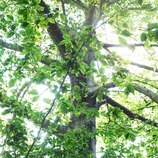 How Pingas Became a Famous Sonic the Hedgehog Meme