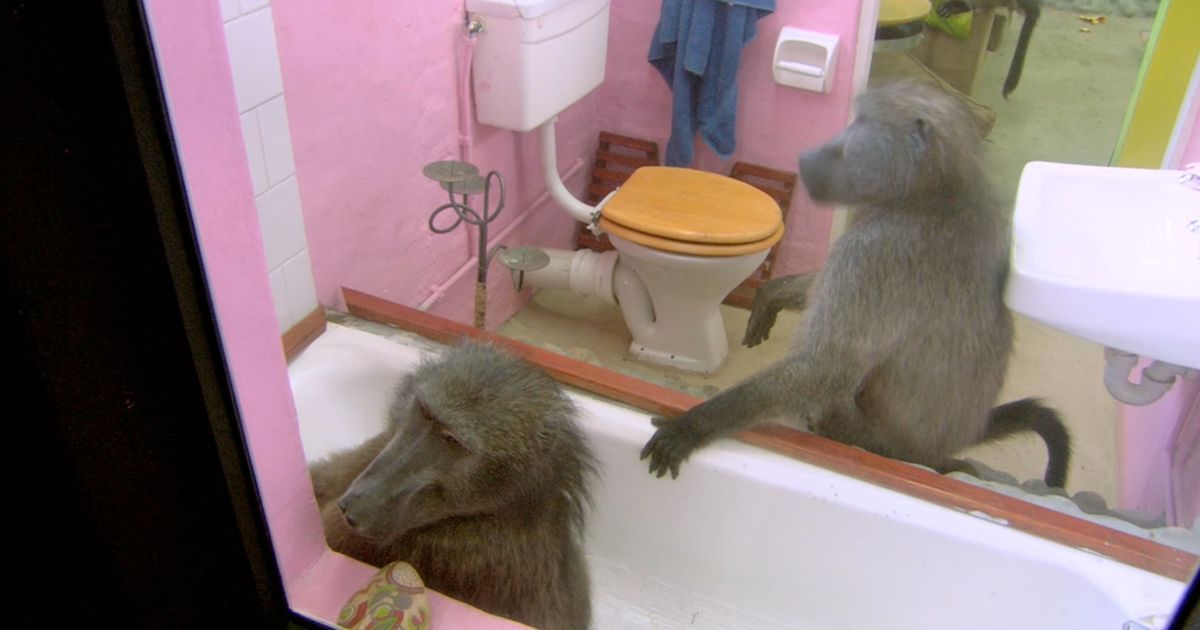 Get Ready for Big Brother, But With Baboons