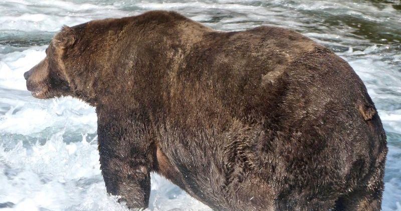 A Fat Bear Has Been Crowned
