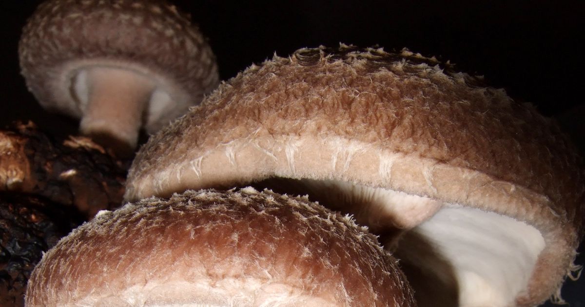 Quit Your Day Job and Start Growing Shiitakes