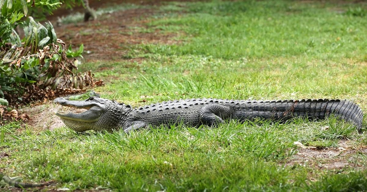 10-Year-Old Girl Escapes Alligator by Prying Its Jaws Open