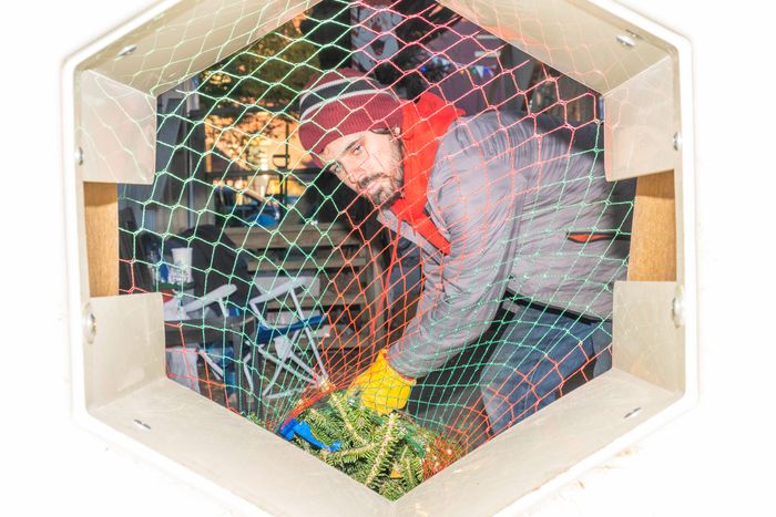 Secrets of the Christmas Tree Trade