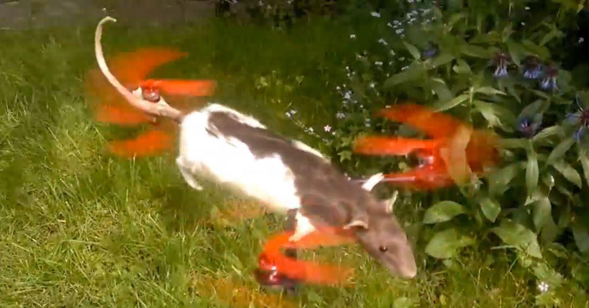 Teen Remembers Beloved Pet Rat by Turning Its Dead Body Into a Helicopter
