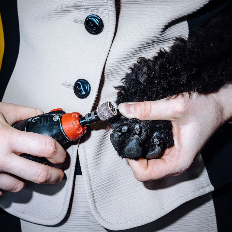 See All of the Primping Pups at the Westminster Dog Show