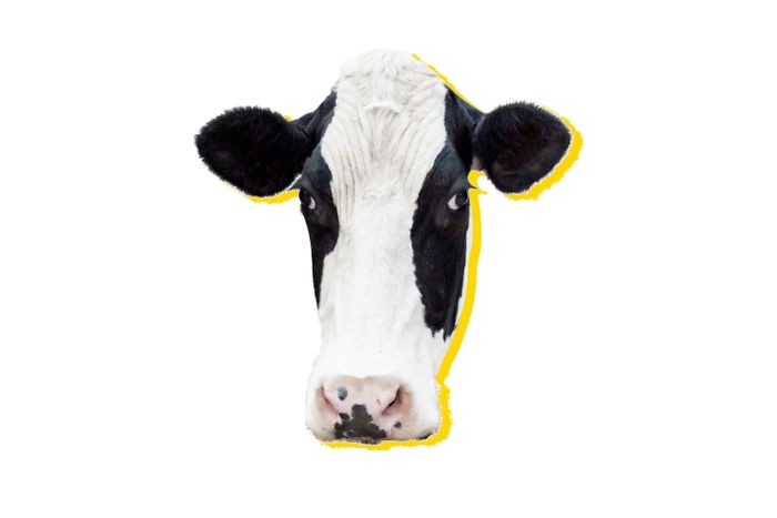 Why Humans Monitor a Lot of Animals Using Facial Recognition