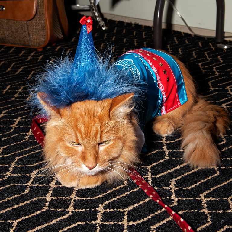 See the Stylish Cats of the Algonquin Cat Fashion Show