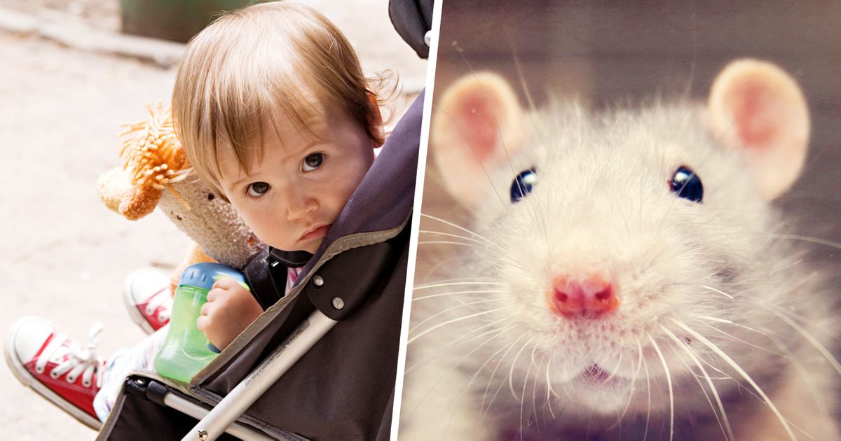 Lawmaker Says Rats Jumping Into Baby Strollers in NYC