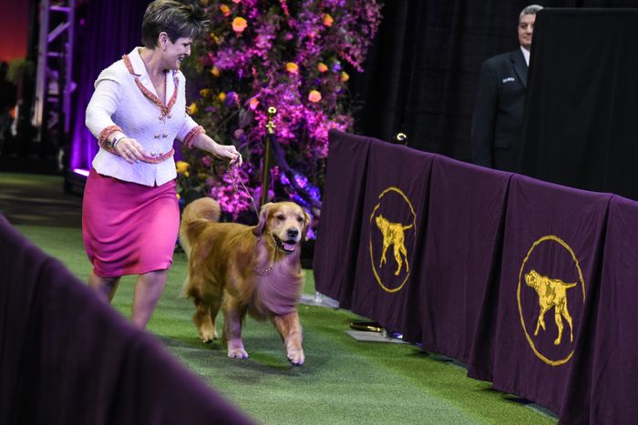 Daniel the Golden Retriever Did a Great Job at Westminster