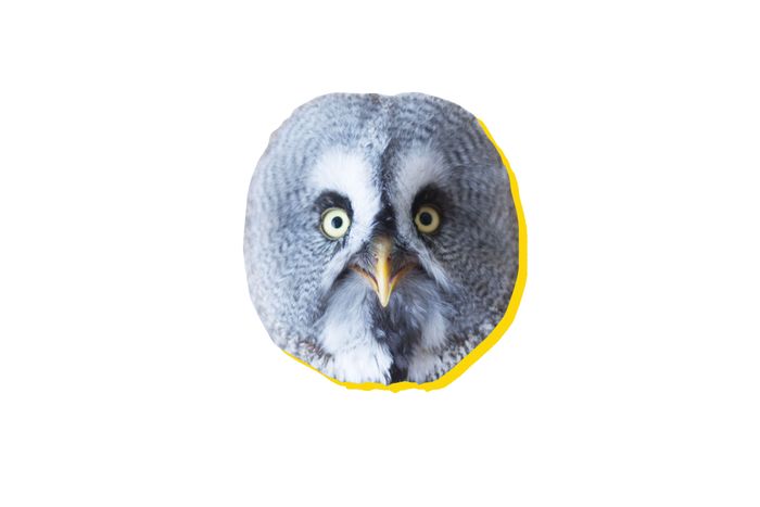 Why Humans Monitor a Lot of Animals Using Facial Recognition