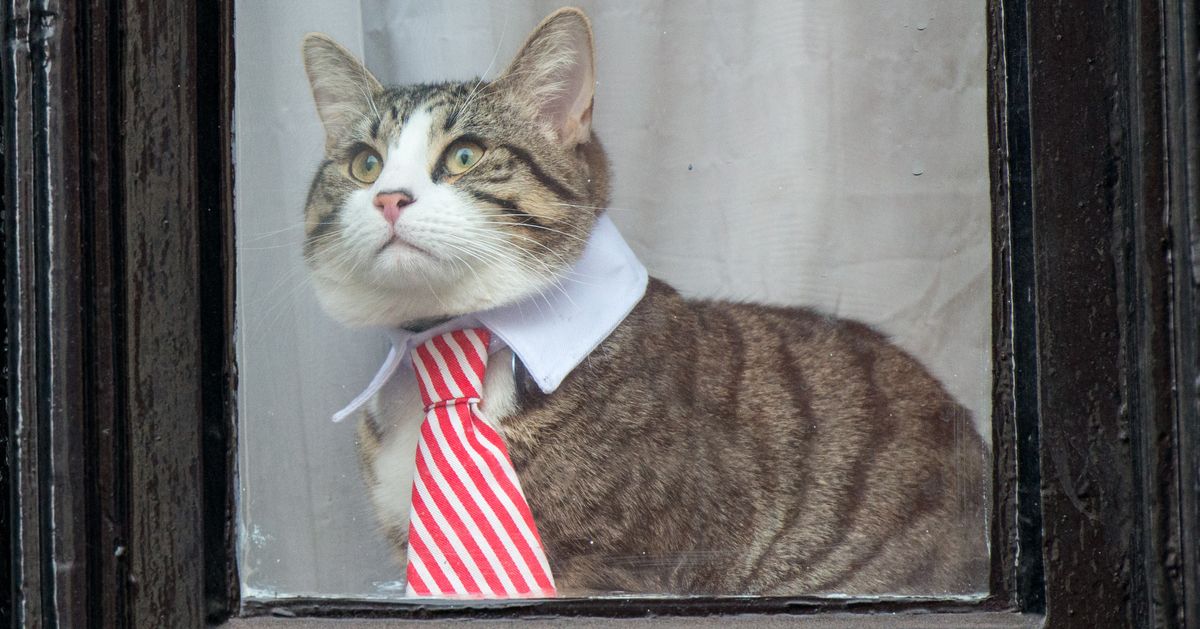 What Happened to Julian Assange’s Embassy Cat?