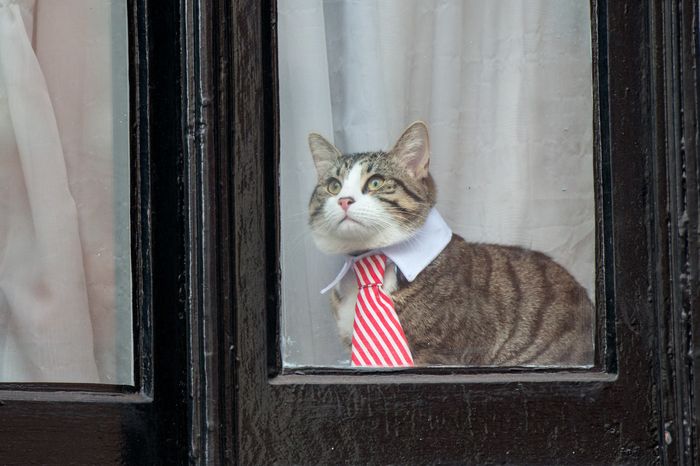 What Happened to Julian Assange’s Embassy Cat?
