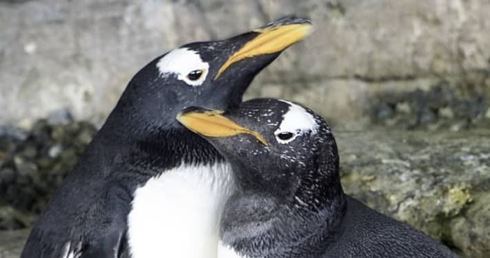 Same-Sex Penguin Couple Electra and Violet Adopt Egg