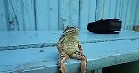 Meet a Frog Who Sits Like a Person