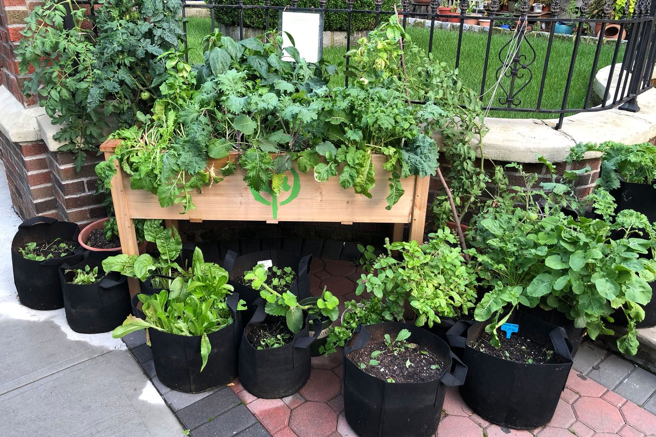 New York City’s Tree Pit Gardens