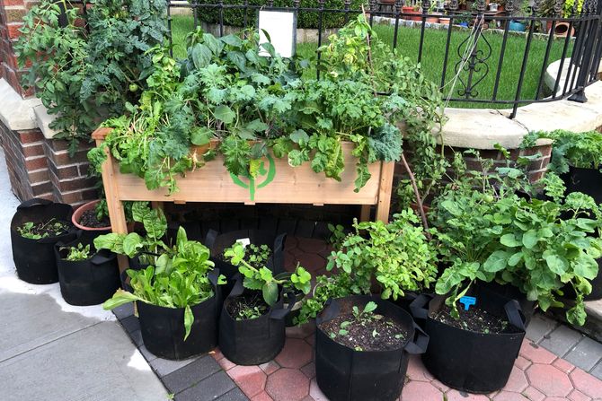 New York City’s Tree Pit Gardens