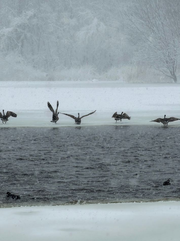Scenes From Your Blizzard: Photos of Snow-Covered NYC