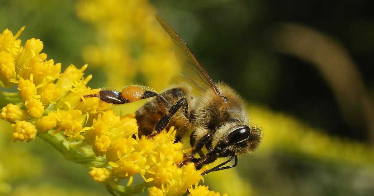 World’s Biggest Bee Discovered Living Her Best Life