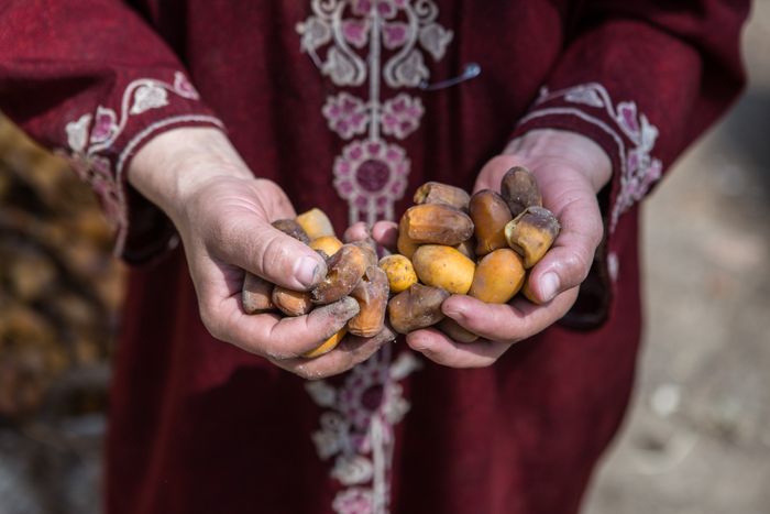 Photographer Christina Rizk on Date-Palm Harvesting in Egypt