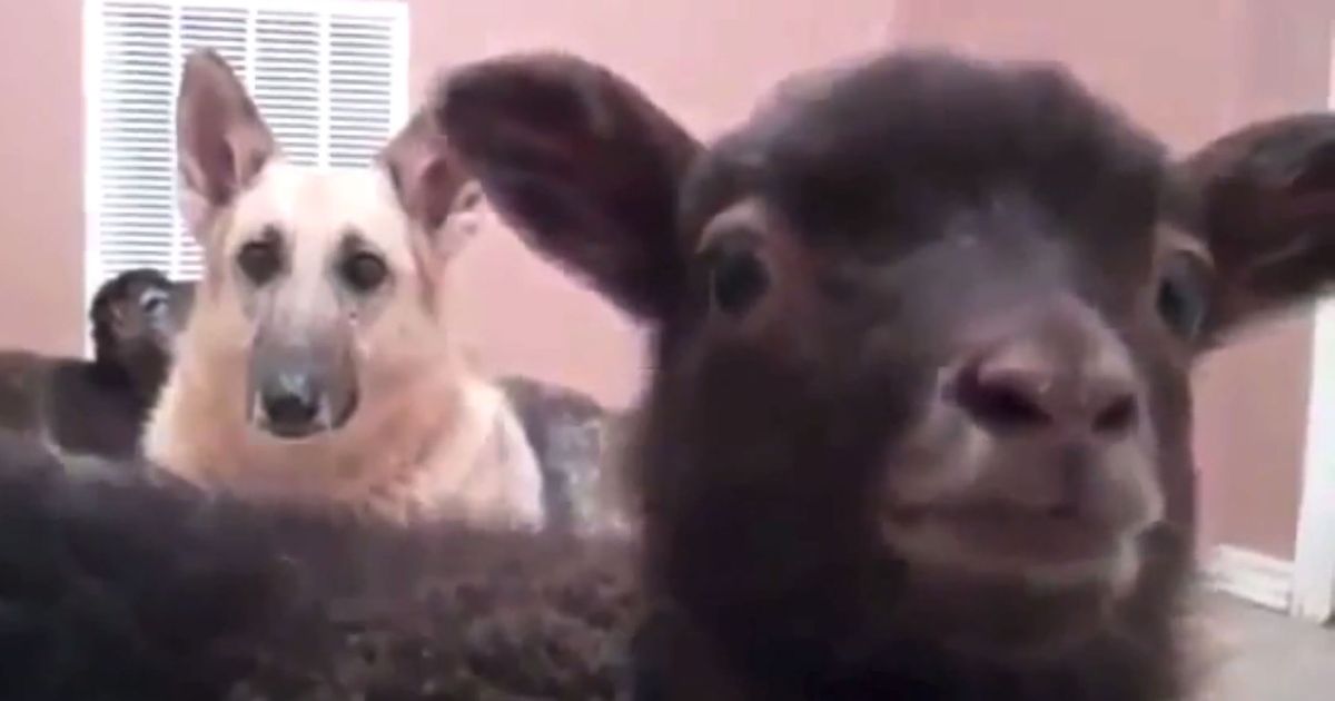 Who Knew There Could Be Such Joy Derived From a Supercut of Goats ...