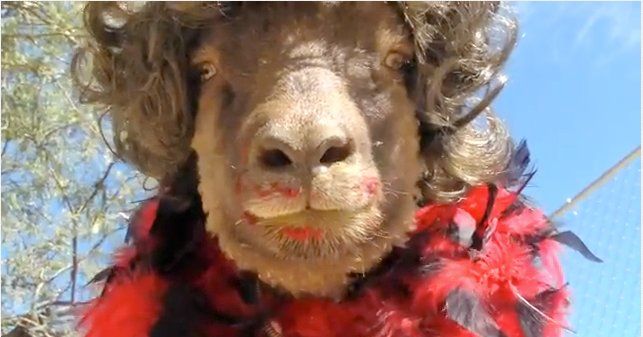 Meet Edie, the Sheep That Might Also Be a Drag Queen