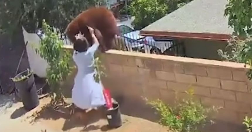 This Teen Saved Her Dogs From a Bear