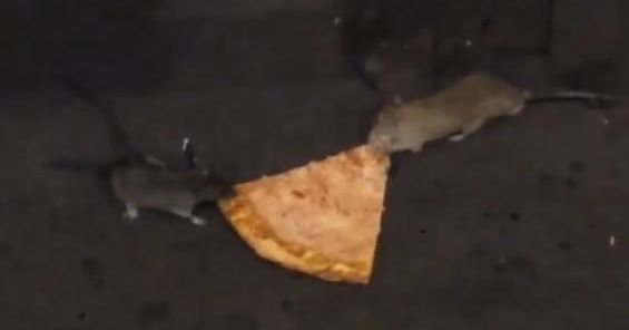 Pizza Rat Has Apparently Started a Cheesy Rodent War in New York