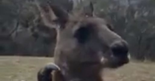 Kangaroos Are Terrifying