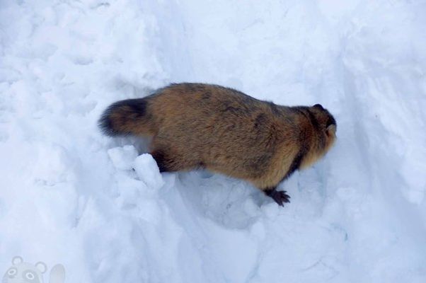 A Tanuki, the Japanese Raccoon Dog, Is the Cute Animal of This Internet ...