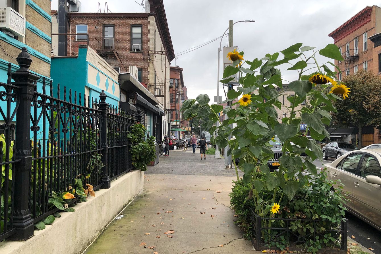 New York City’s Tree Pit Gardens
