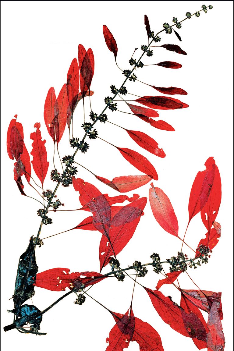 Instagram & Florals: Photos From Nick Knight’s New London Exhibit