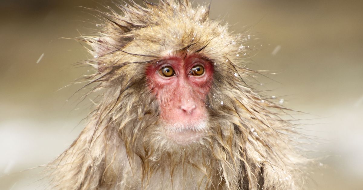 Just Like Humans, Monkeys Shed Friends As They Age -- Science of Us