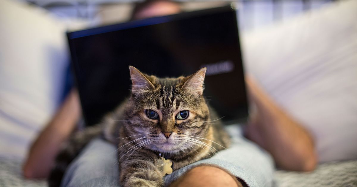 9 Men on Seeing Themselves in ‘Cat Person’