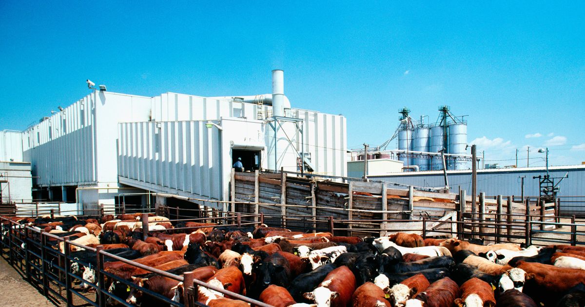 Why Humanely Raised Meat Tastes Better