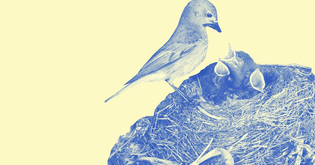 Humans Aren’t the Only Animals That Use Baby Talk -- Science of Us