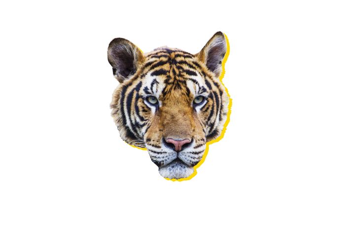 Why Humans Monitor a Lot of Animals Using Facial Recognition