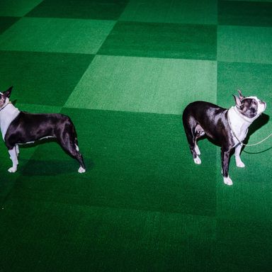 See All of the Primping Pups at the Westminster Dog Show