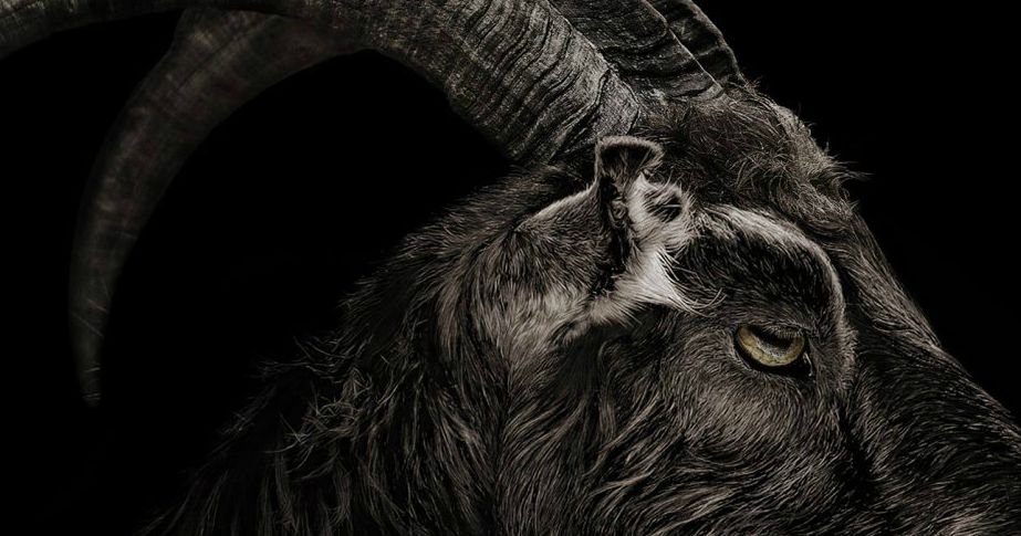 Goat From 'The Witch' Also Appears in 'It Comes at Night'