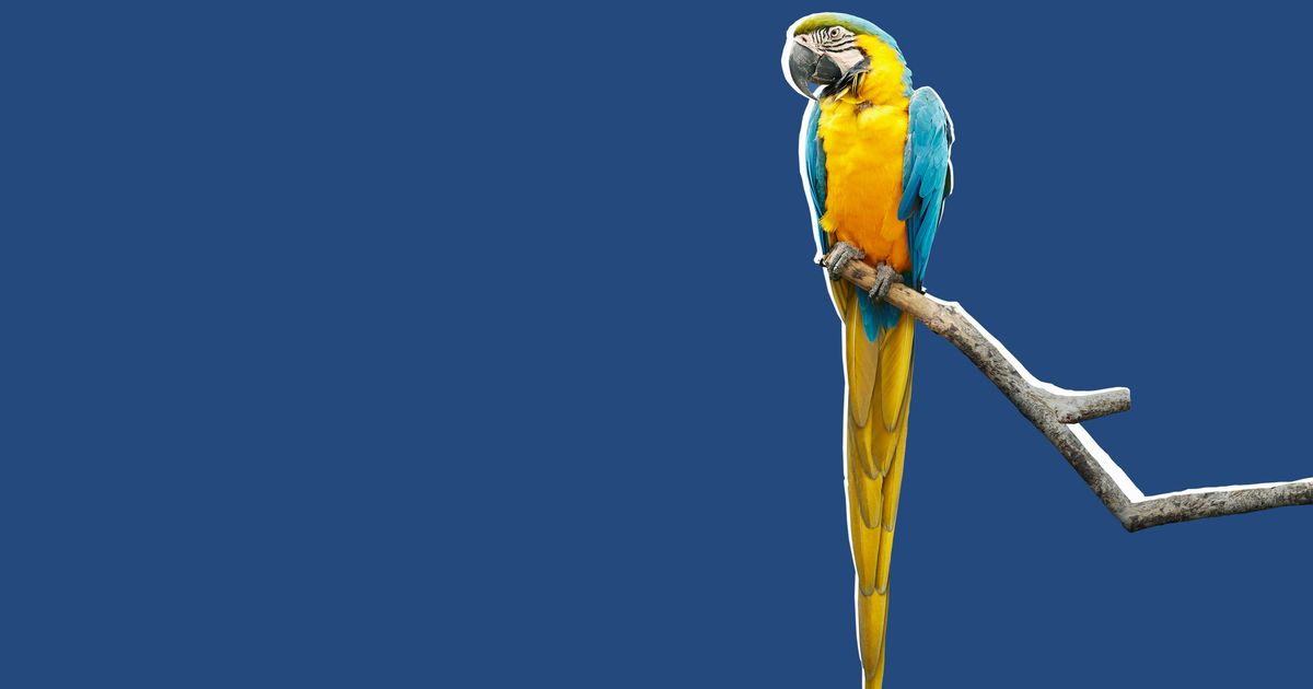 Bird Brains Are Packed With Neurons