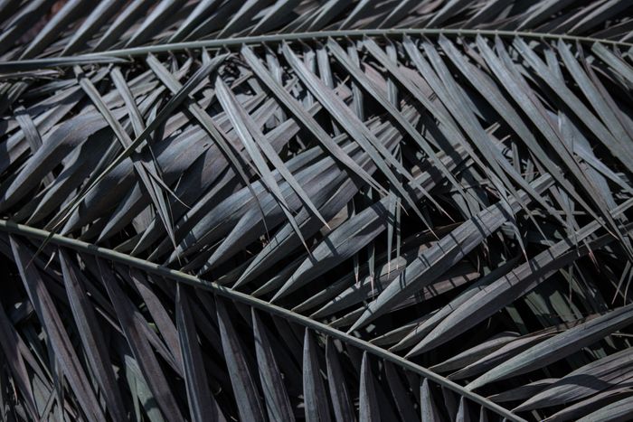 Photographer Christina Rizk on Date-Palm Harvesting in Egypt