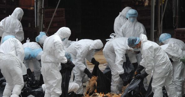 China Has a New Strain of Bird Flu to Worry About