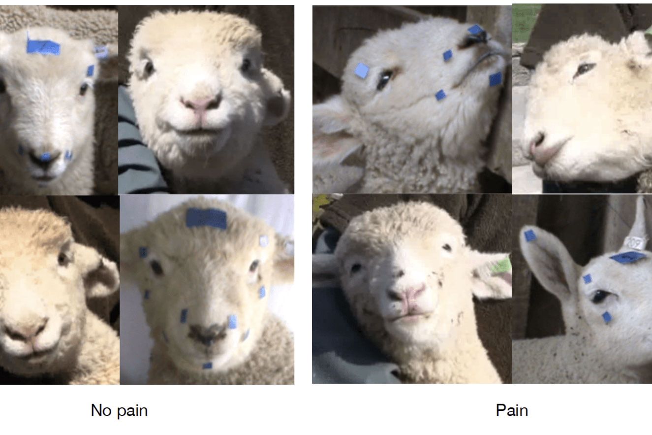 Cracking the Code of Your Pet’s Facial Expressions -- Science of Us