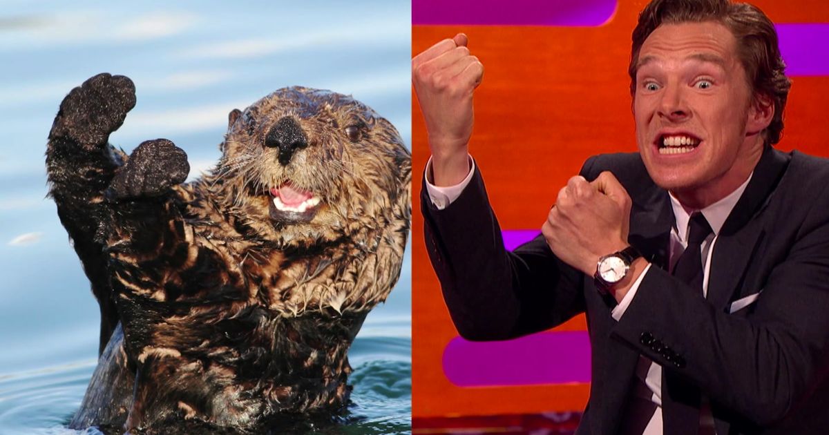 Benedict Cumberbatch Made Otter Faces on The Graham Norton Show ...