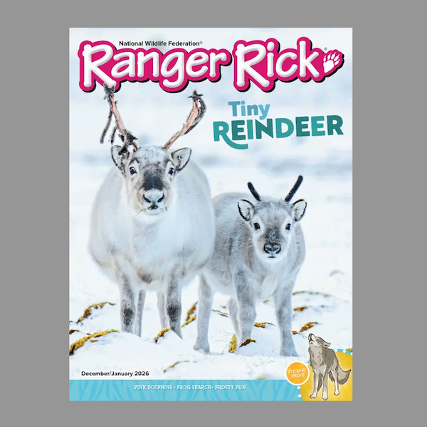 Our Favorite Magazine Subscriptions for Kids | The Strategist
