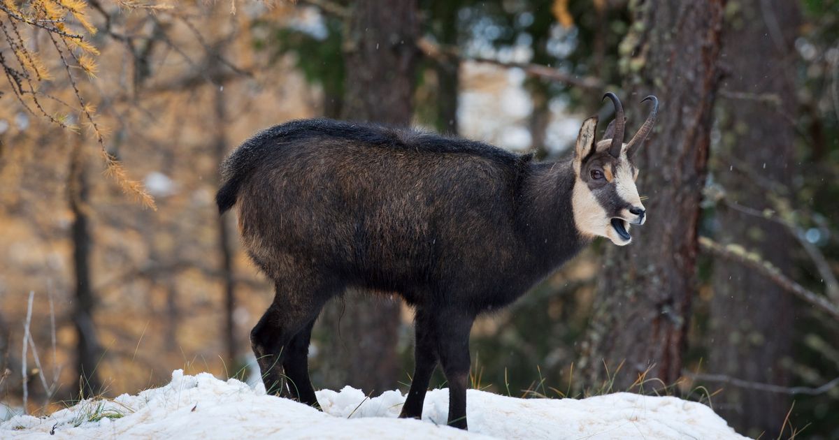 Chamois