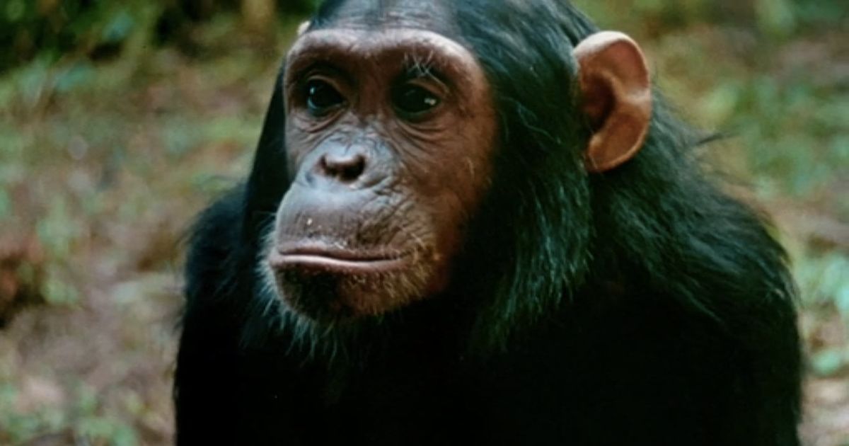 The 13 Best Nature Documentaries on Disney Plus Right Now