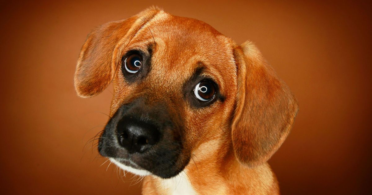 Dogs Developed a Muscle to Be Emotionally Manipulative